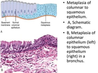 2-__cell_injury_-_adaptation.pptx | Pregnancy | Reproductive Health