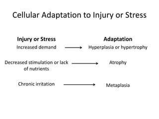 2-__cell_injury_-_adaptation.pptx