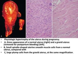 2-__cell_injury_-_adaptation.pptx | Pregnancy | Reproductive Health