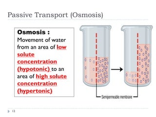 2- Cell Membrane and Transport 1st BHMS .pdf