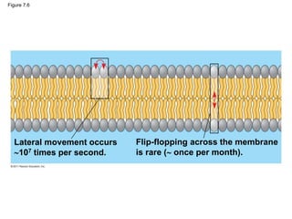 2-Cell Membranes.ppt