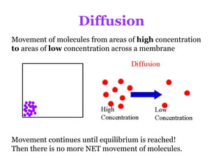 Cell Size | PPT | Biological Sciences | Science