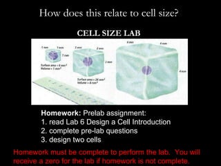 Cell Size | PPT | Biological Sciences | Science