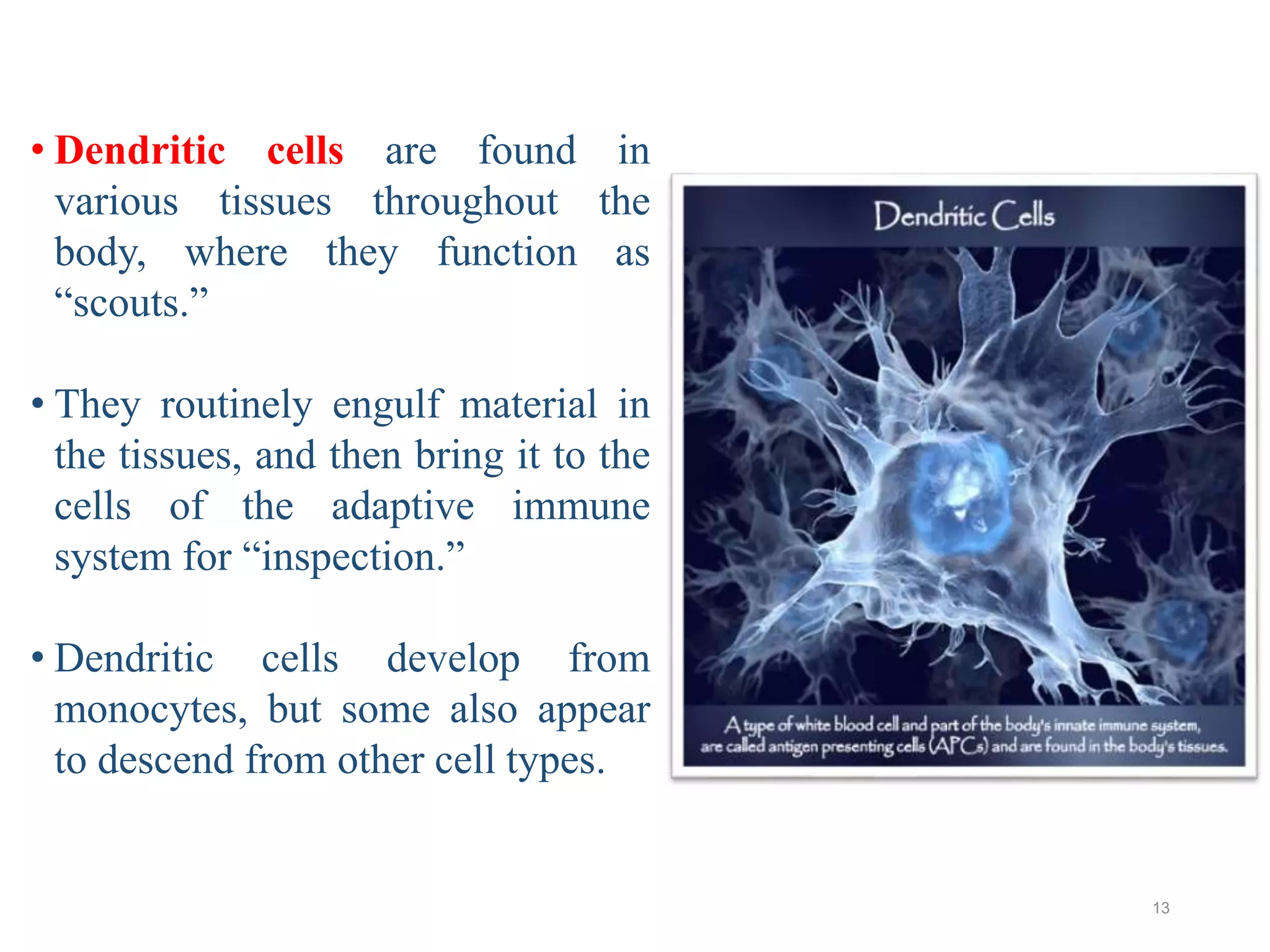 Cells of the Immune System | PPT