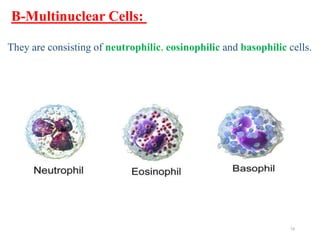 Cells of the Immune System | PPT