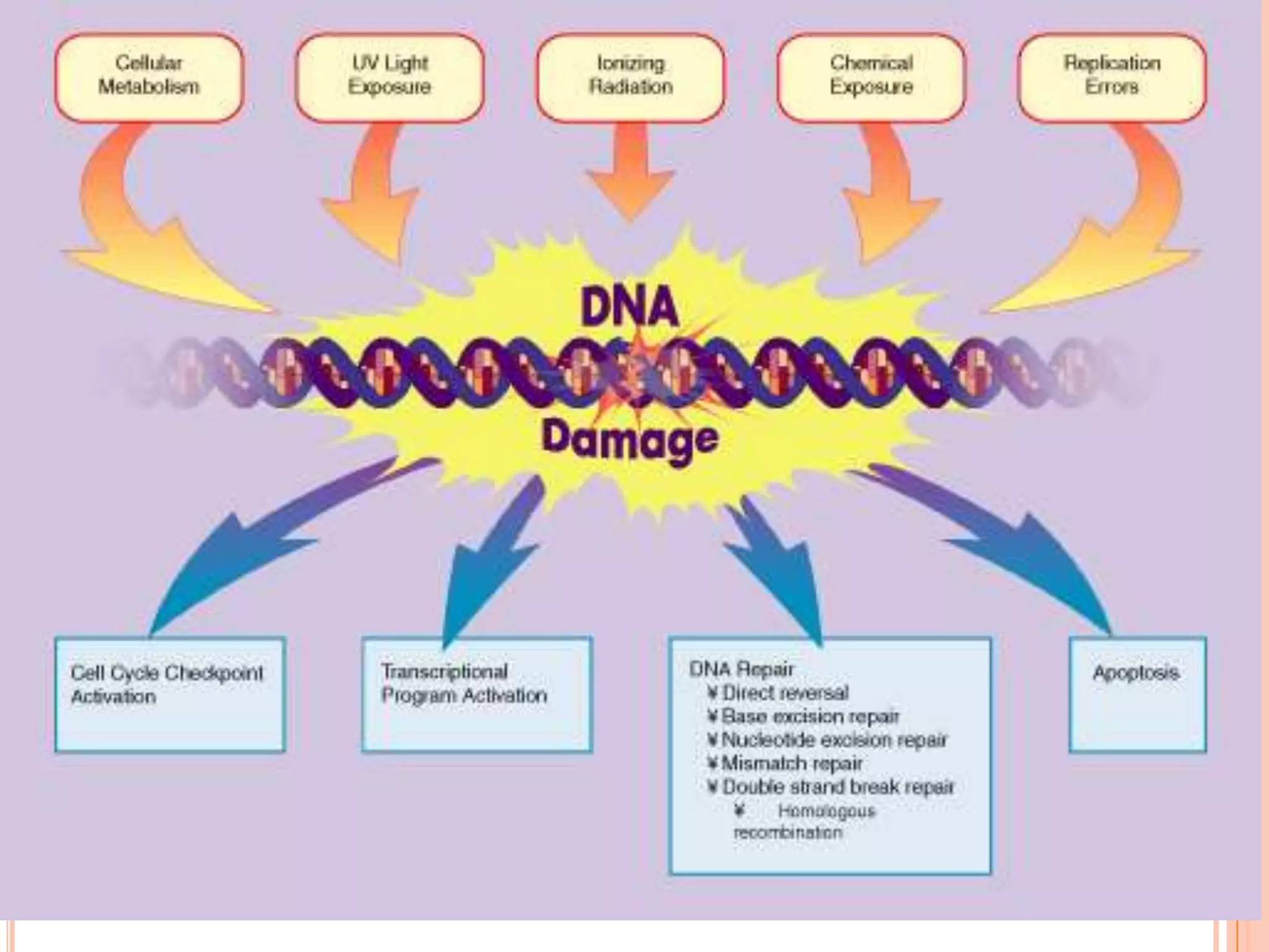 2. Cellular Aberration | PPTX