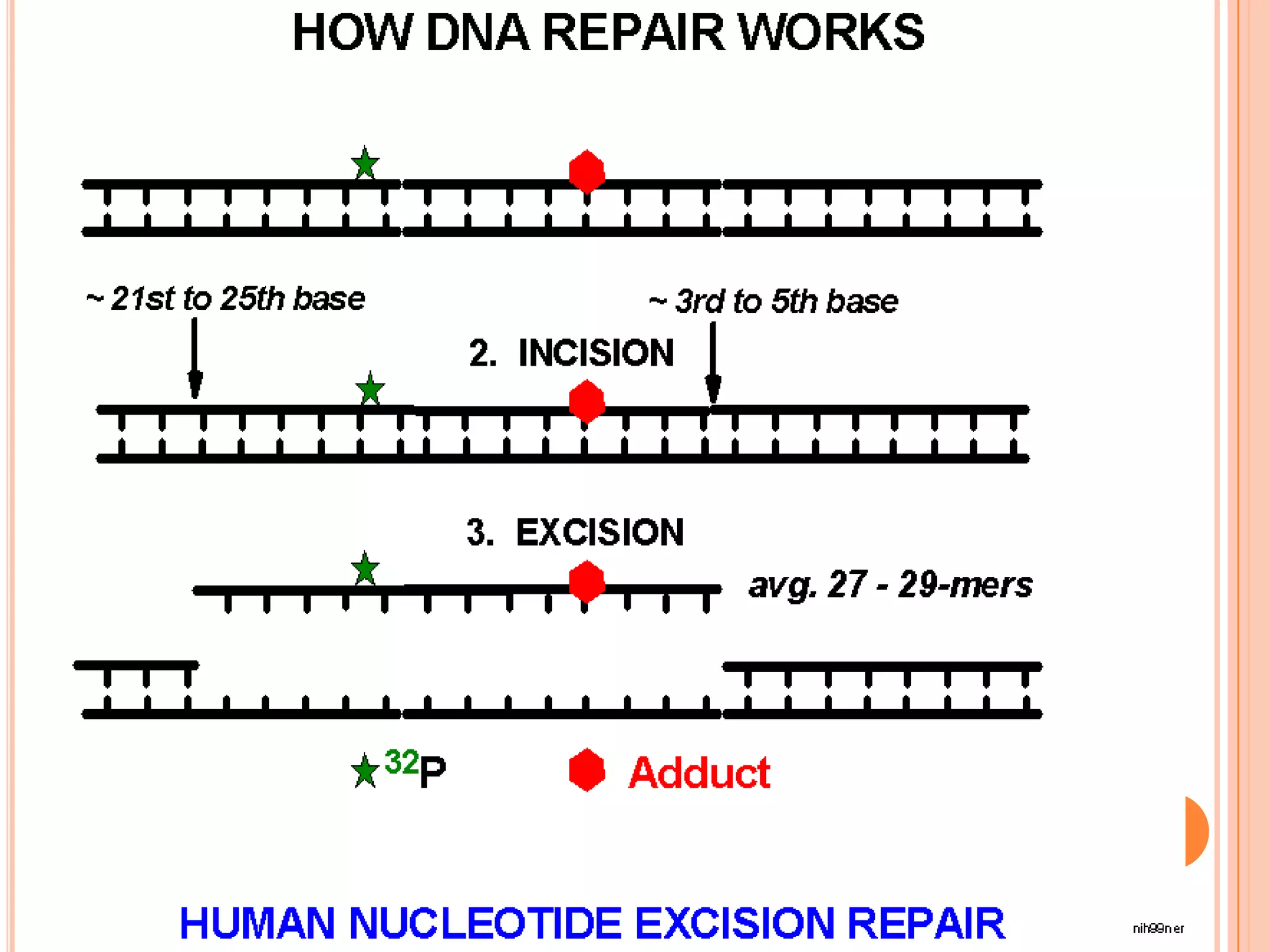 2. Cellular Aberration | PPTX