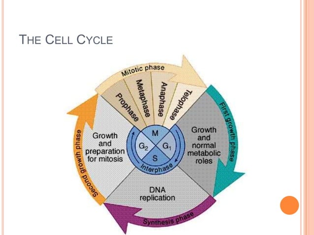 2. Cellular Aberration | PPTX | Cancer | Diseases and Conditions