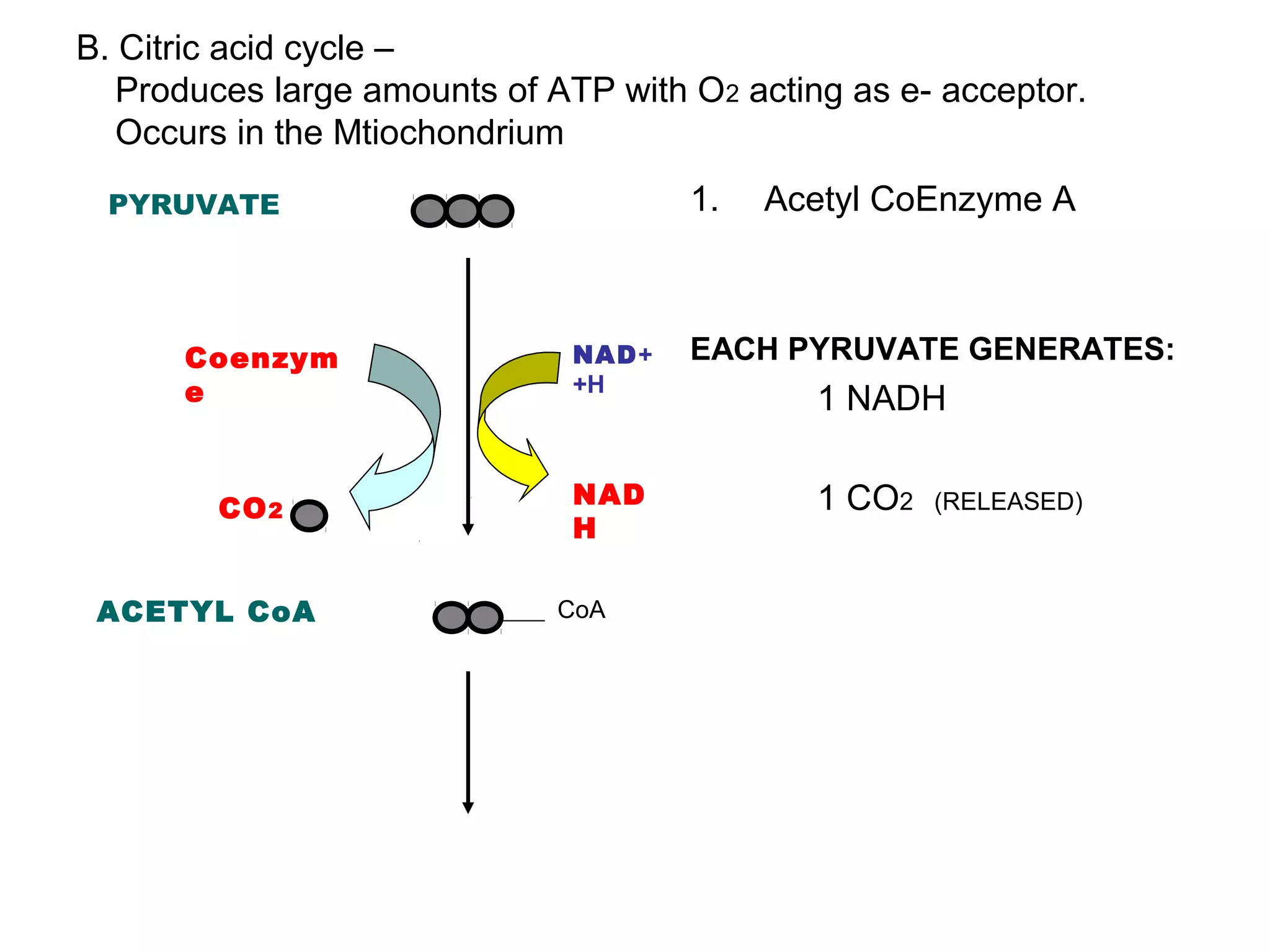 2. cellular respiration | PPT