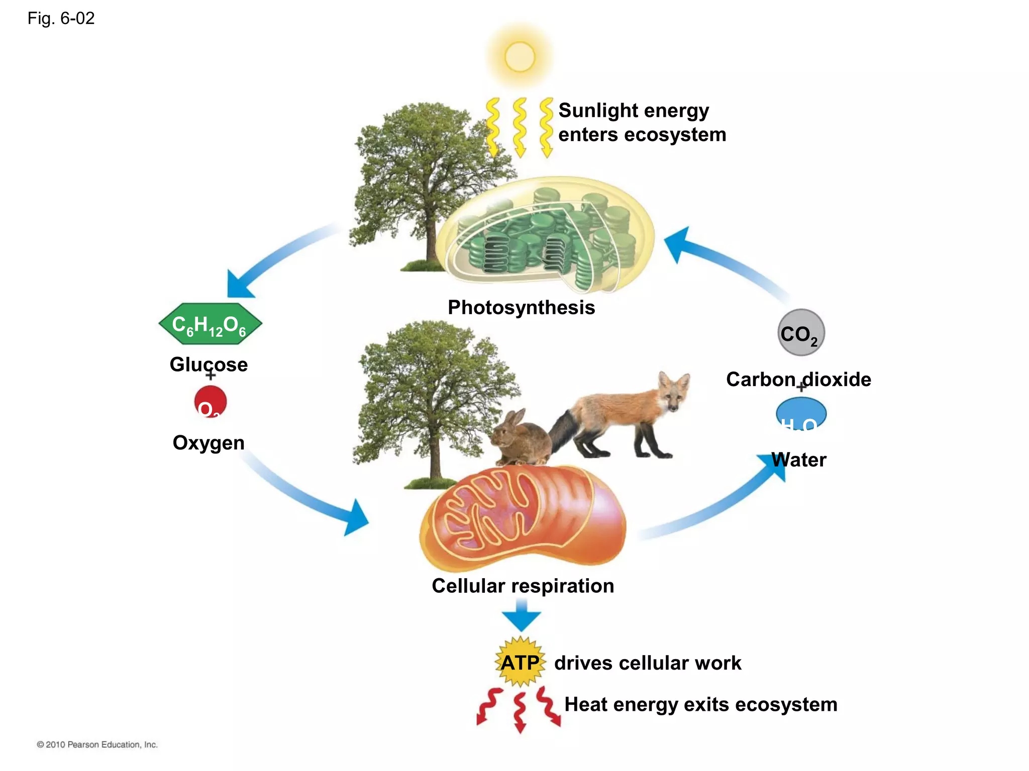 2. cellular respiration | PPT