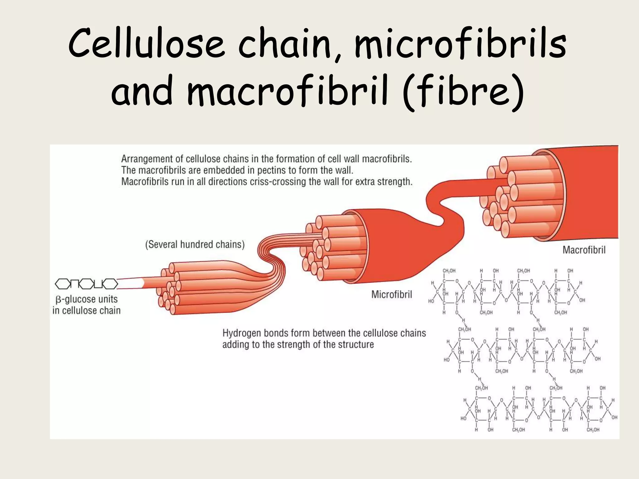 2--Cellulose---Starch.ppt