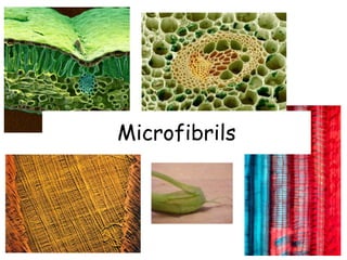 2--Cellulose---Starch.ppt