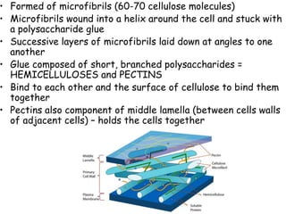 2--Cellulose---Starch.ppt
