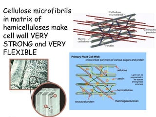 2--Cellulose---Starch.ppt