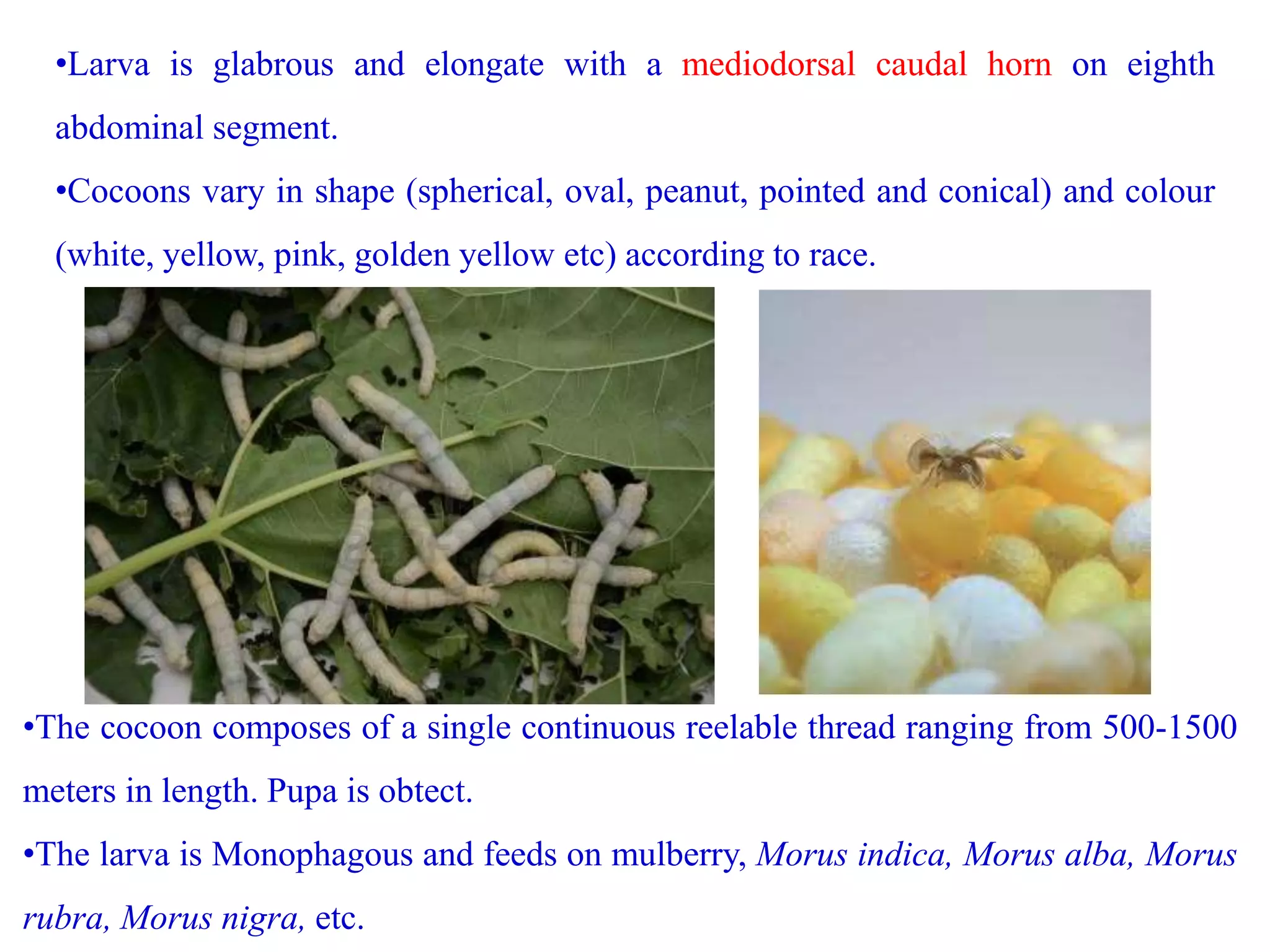 2 chapter types of silk and silkworm sps. | PPTX