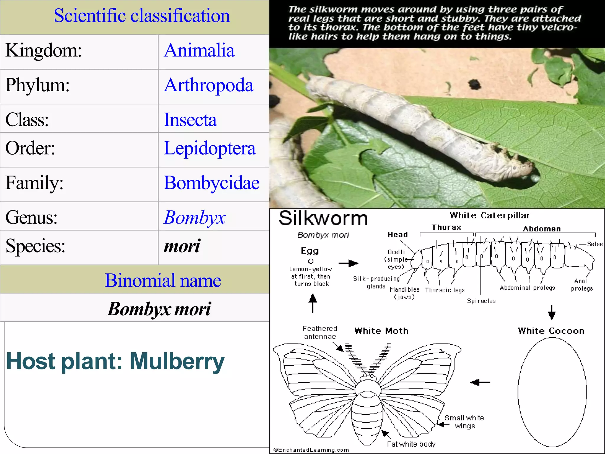 2 chapter types of silk and silkworm sps. | PPTX