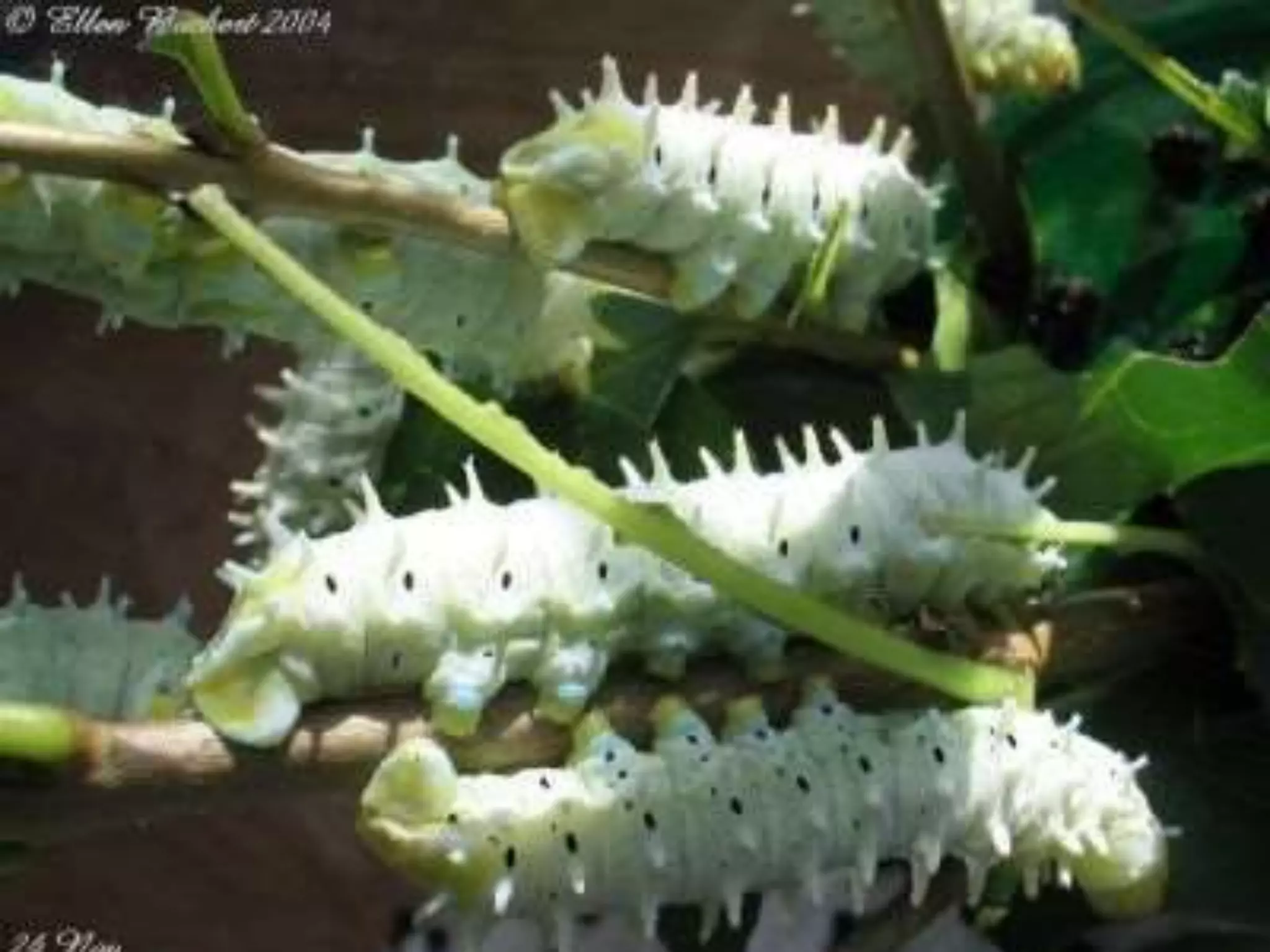 2 chapter types of silk and silkworm sps. | PPTX