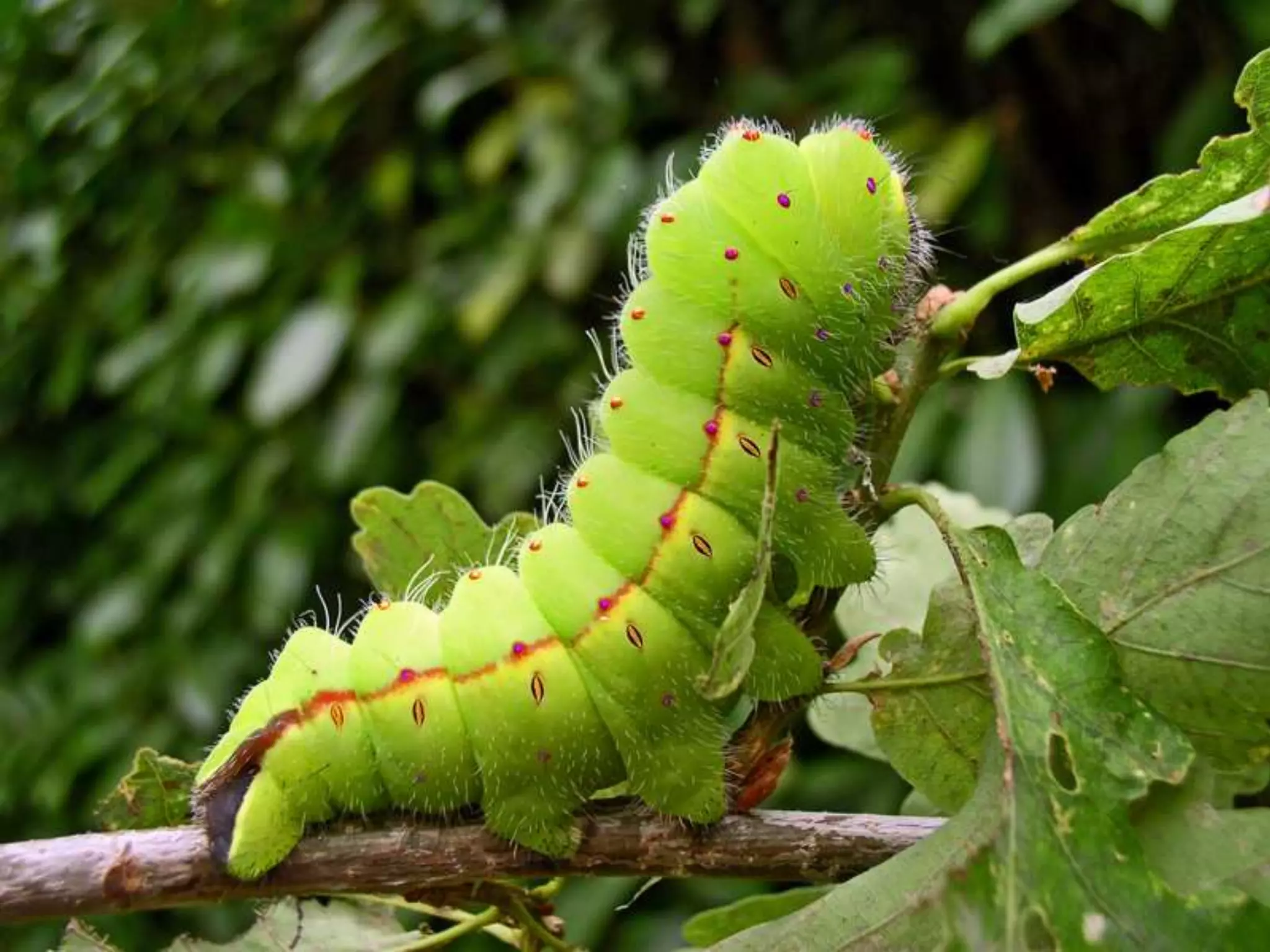2 chapter types of silk and silkworm sps. | PPTX