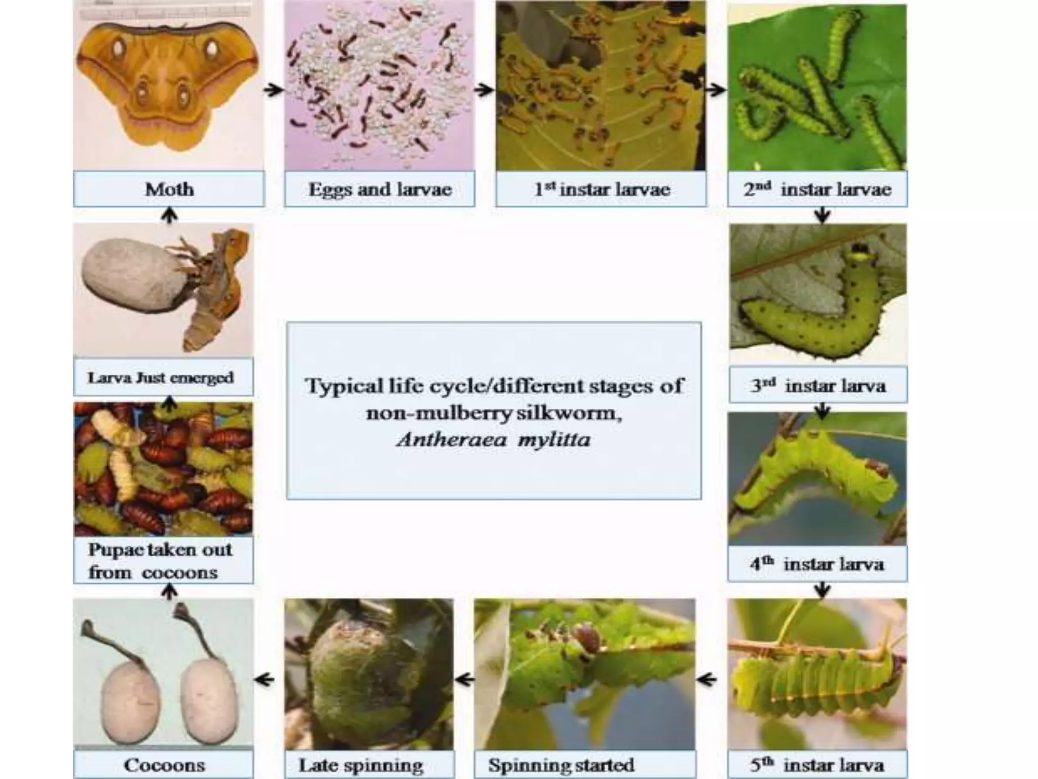 2 chapter types of silk and silkworm sps. | PPTX