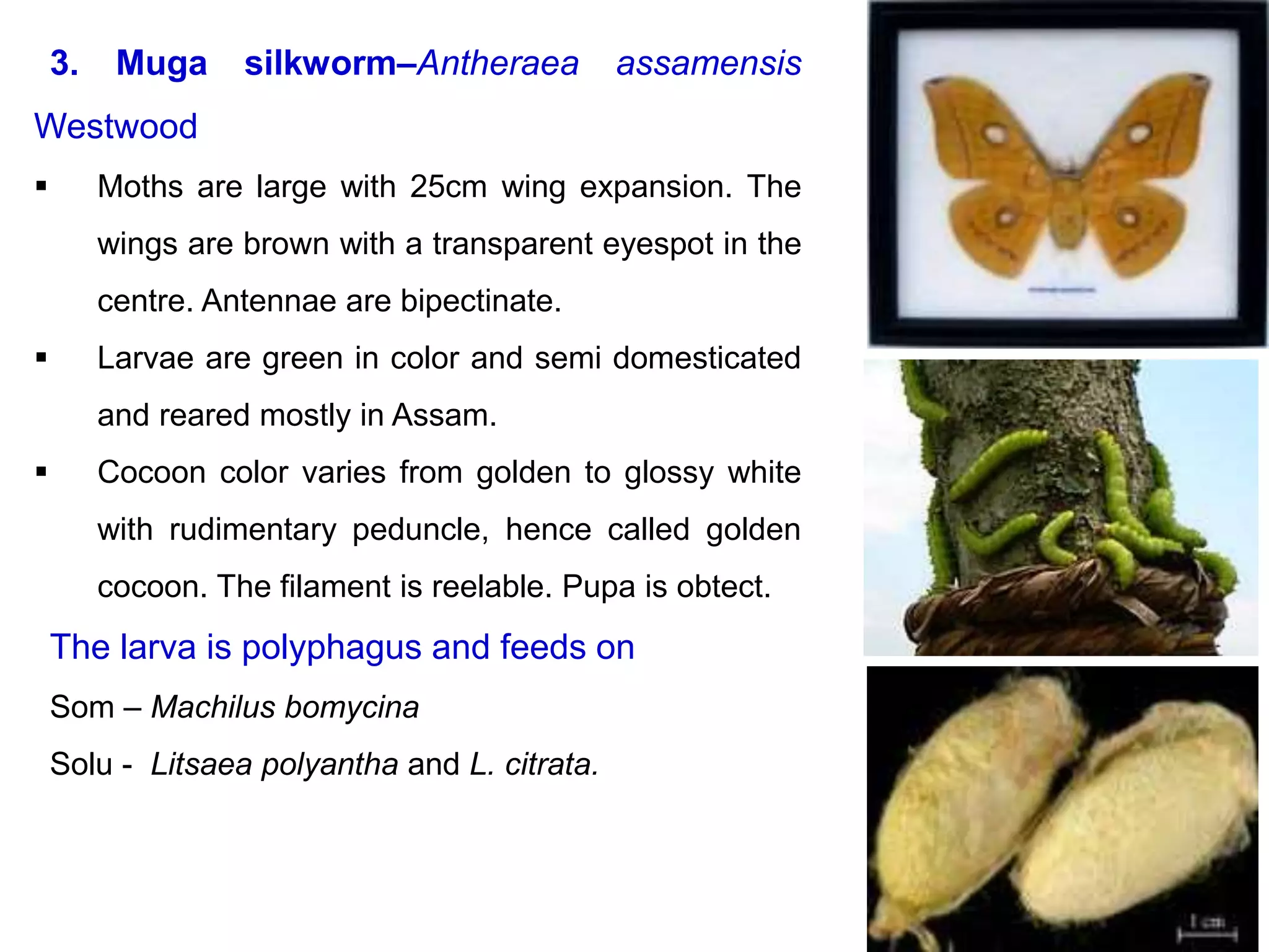 2 chapter types of silk and silkworm sps. | PPTX