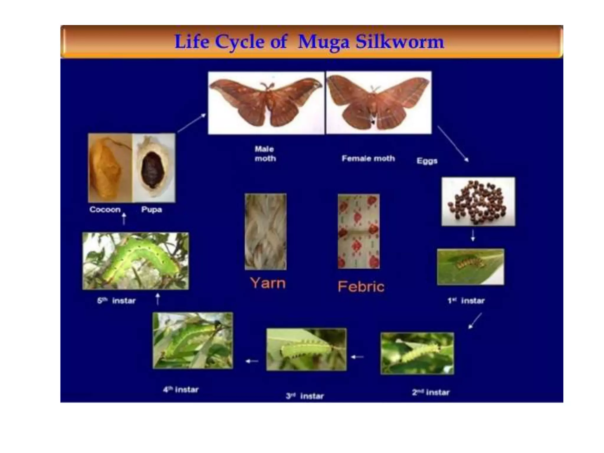 2 chapter types of silk and silkworm sps. | PPTX