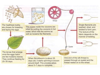 Sericulture Process
