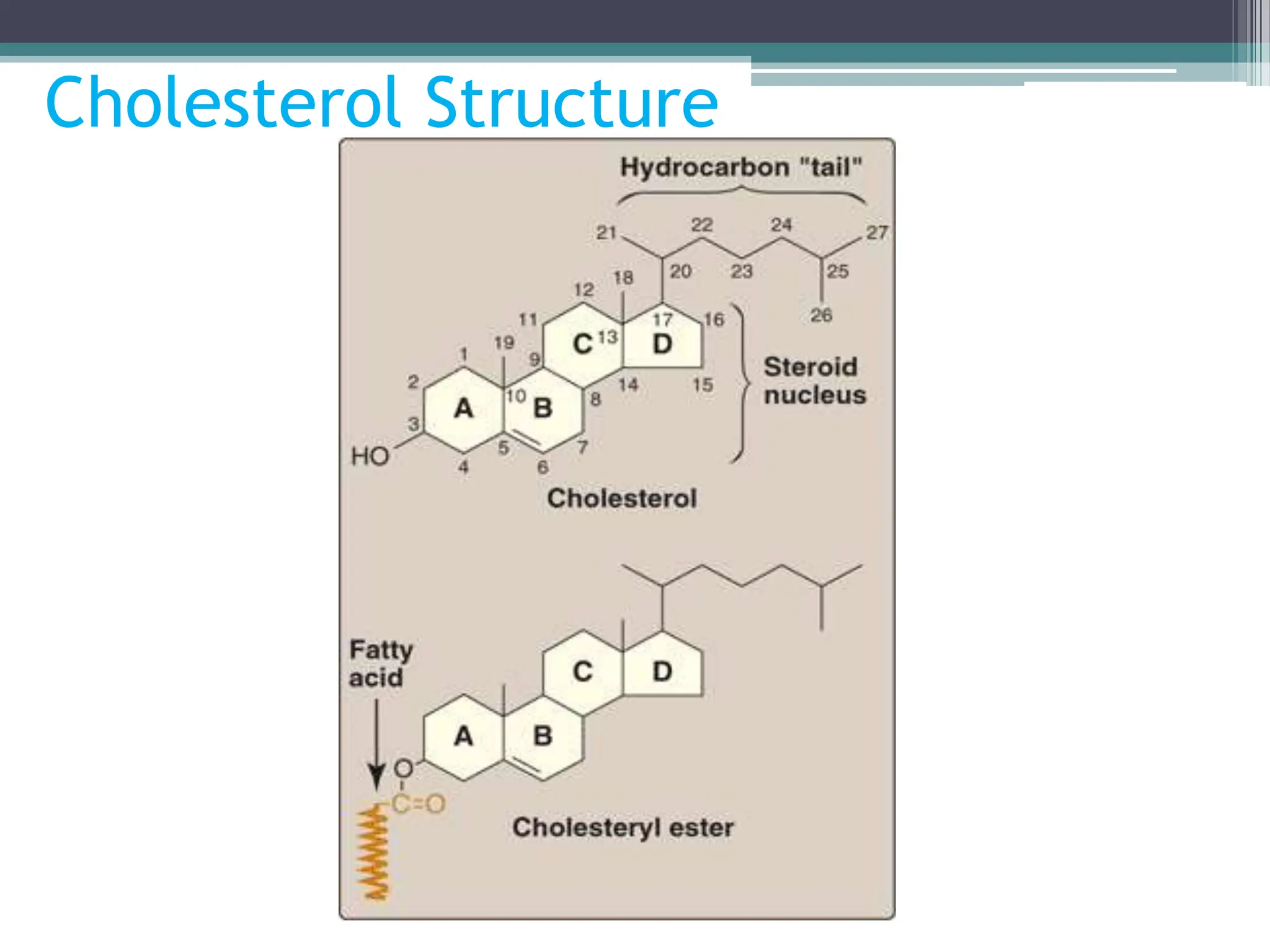 2- Cholesterol Metabolism __.ppt