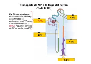 02- Manejo renal del Sodio | PDF