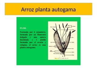 2-CLASIFICACION DE LOS FRUTALES DEMAYOR IMPORTANCIA.pptx