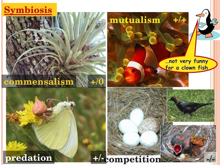 Symbiosis Competition