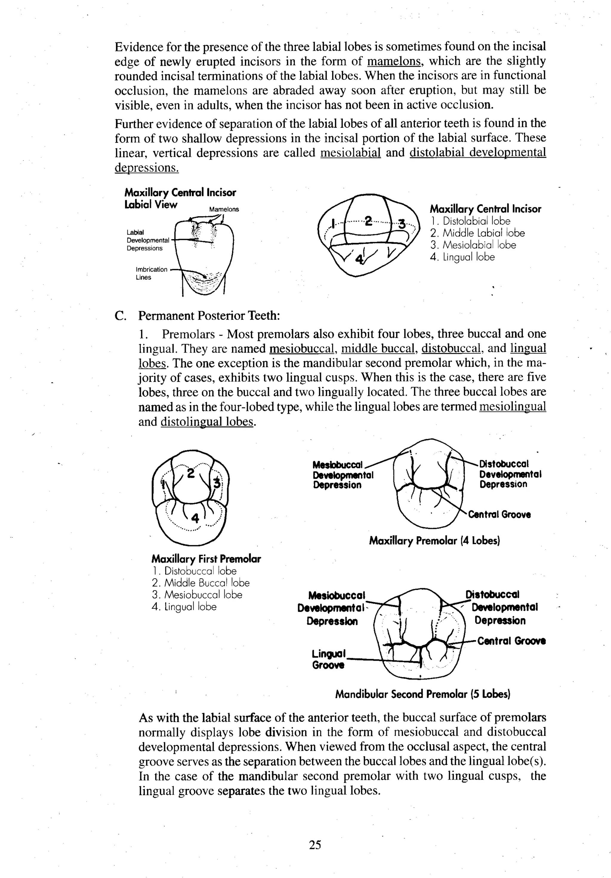 2-concise_dental_anatomy_and_morphology.by dr bassam.pdf