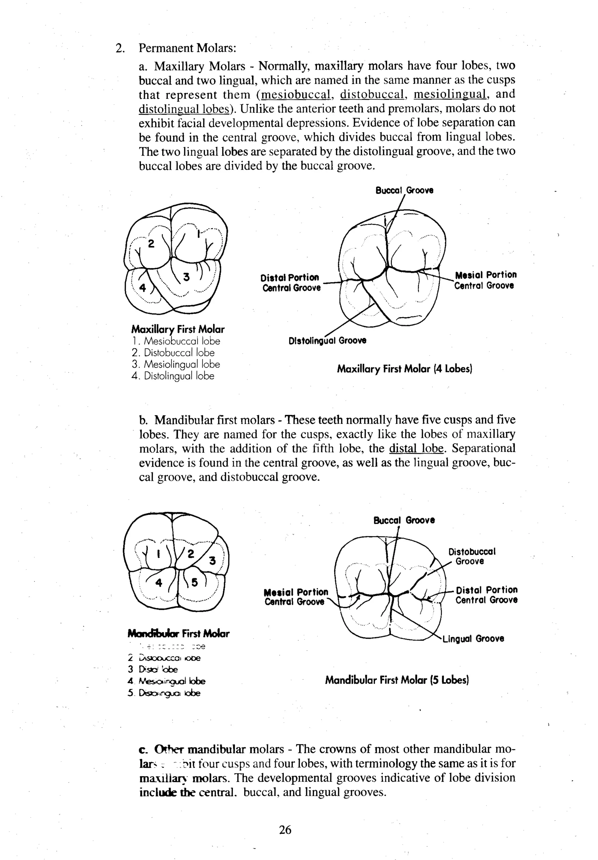 2-concise_dental_anatomy_and_morphology.by dr bassam.pdf