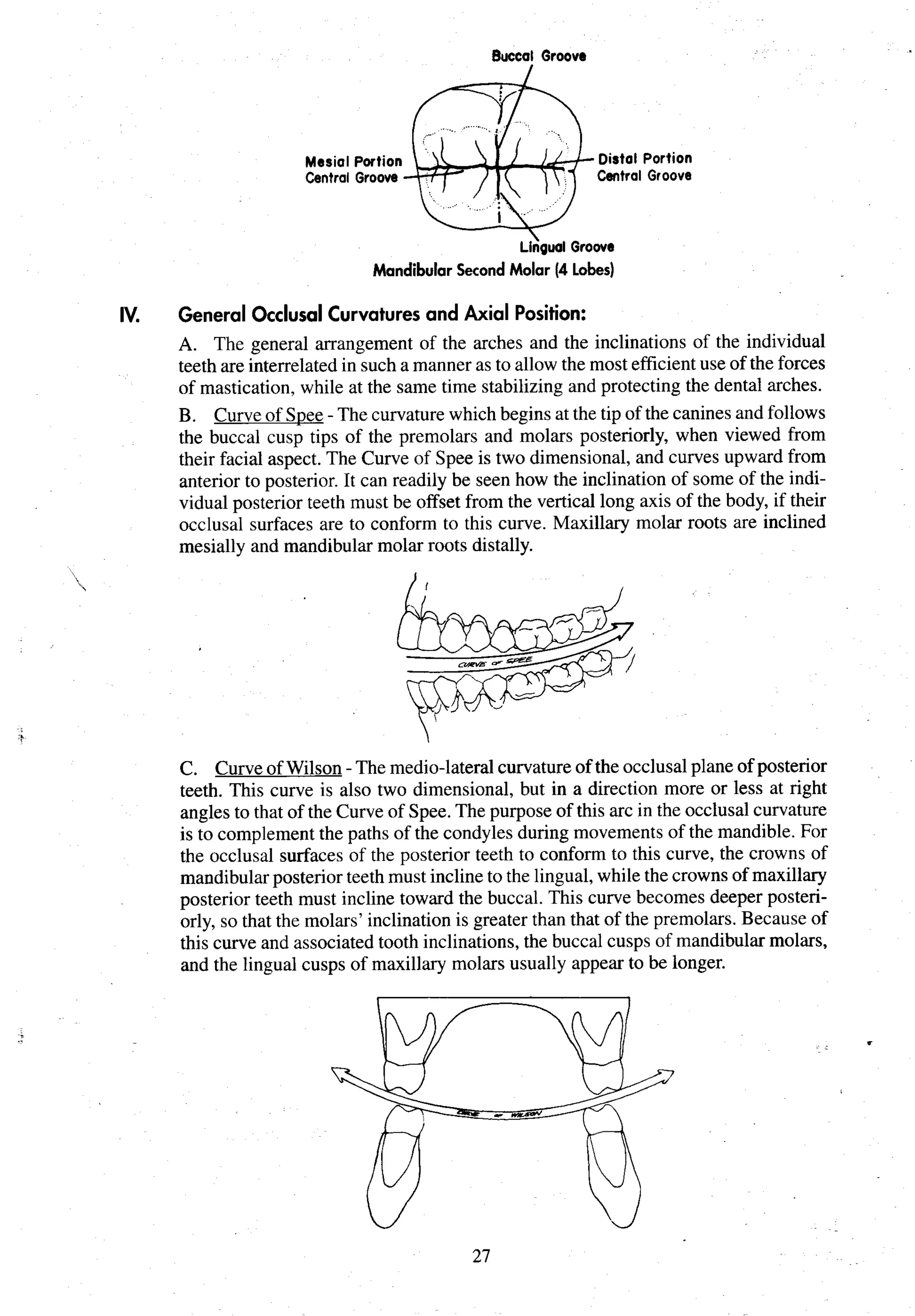 2-concise_dental_anatomy_and_morphology.by dr bassam.pdf