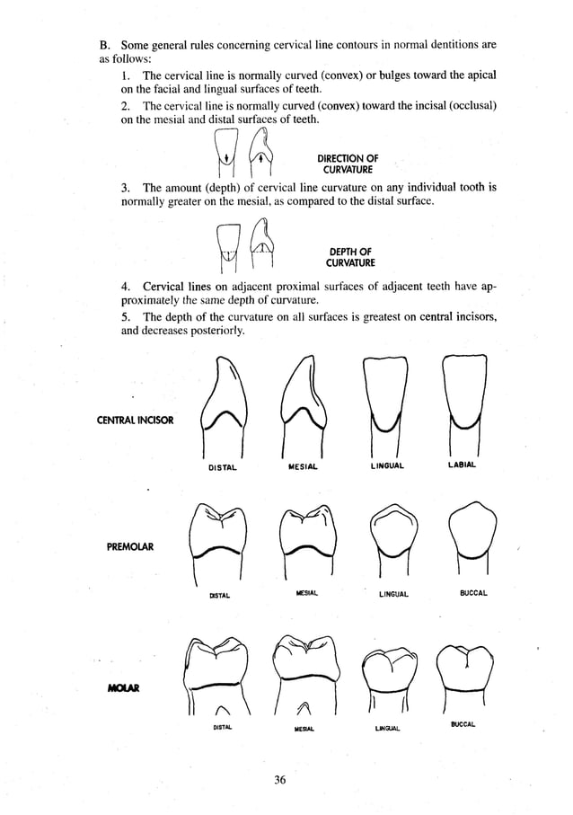 2-concise_dental_anatomy_and_morphology.by dr bassam.pdf
