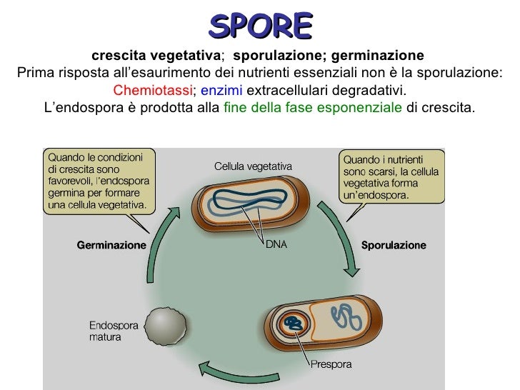 2.crescita batteri stud