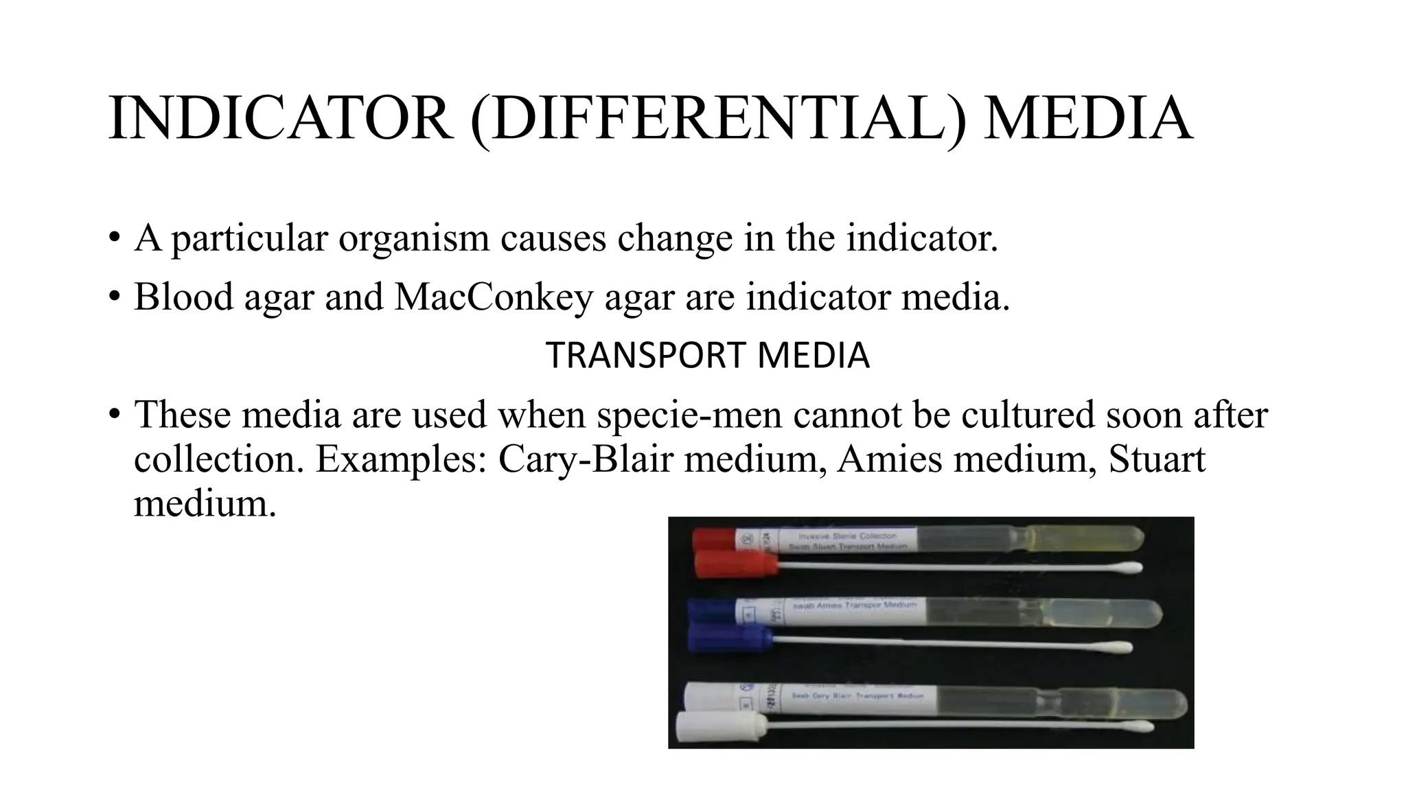 2-culturemediabloodagar microsporum.pptx