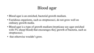 2-culturemediabloodagar microsporum.pptx