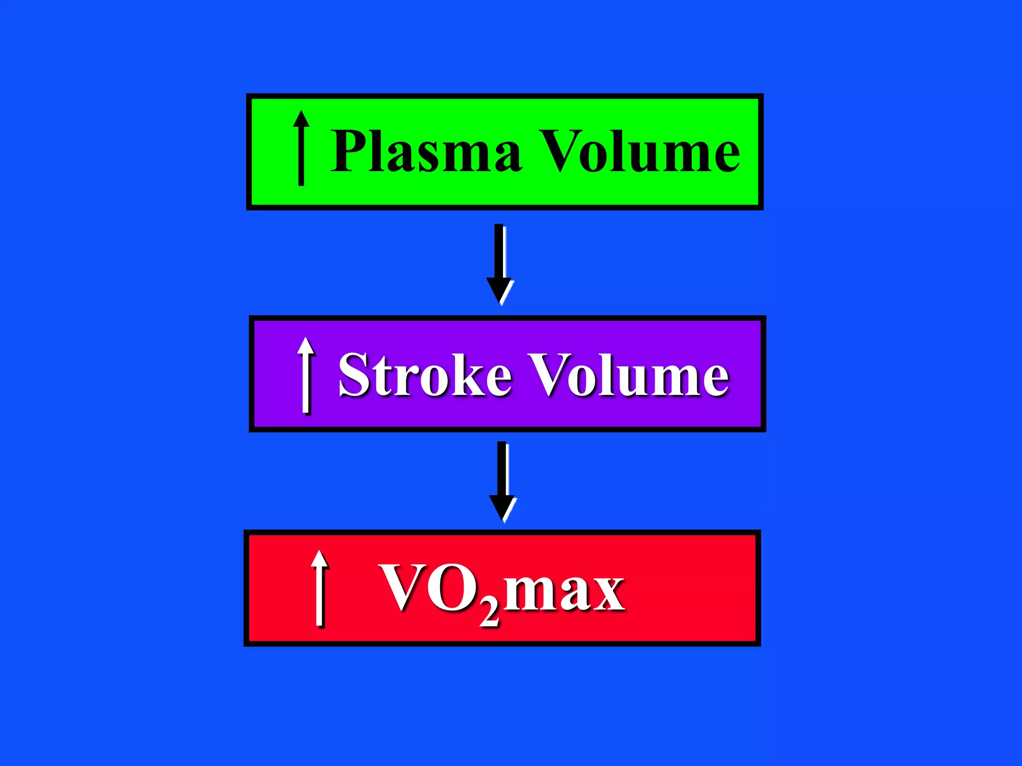 Cardiovascular Response to Exercise | PPT