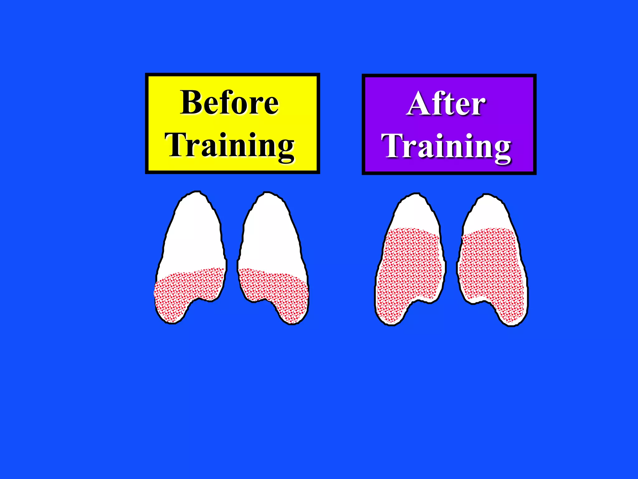 Cardiovascular Response to Exercise | PPT