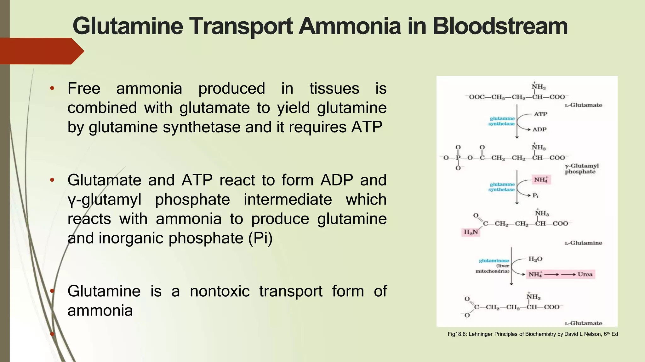 Formation & Transport of Ammonia and its Associated Disorders | PPTX