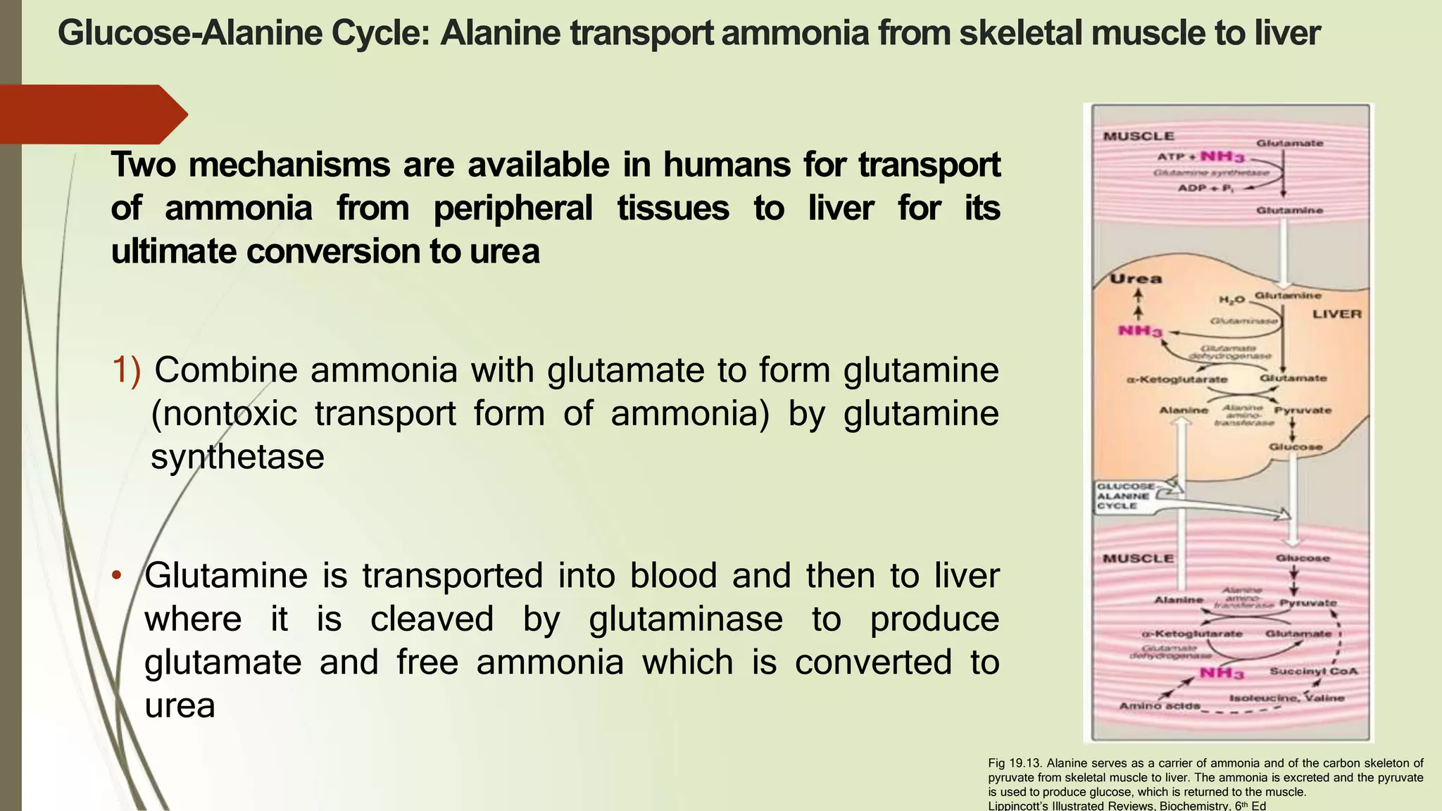 Formation & Transport of Ammonia and its Associated Disorders | PPTX