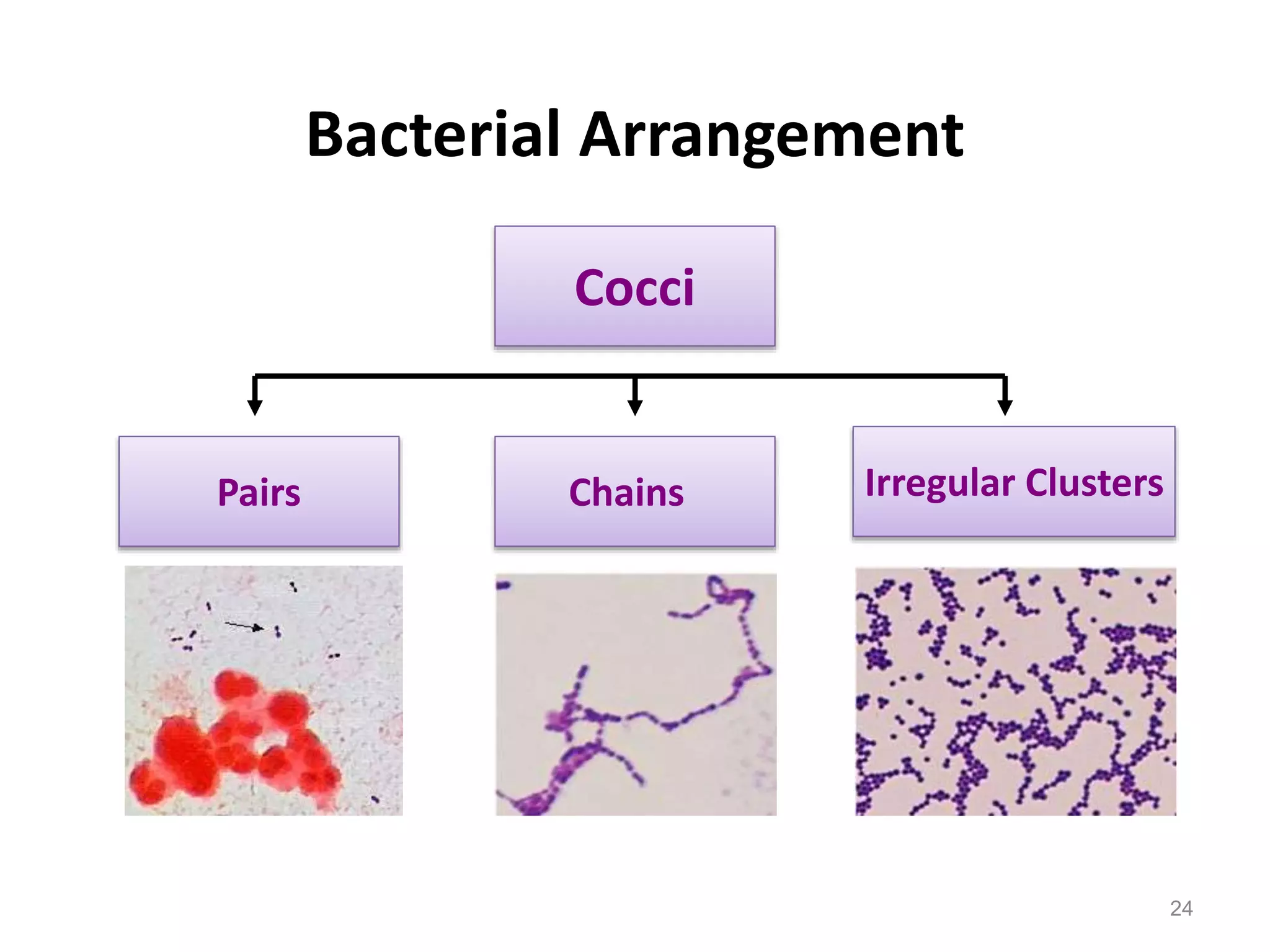 2- Diagnosis of inf. and staining.ppt | Infectious Diseases | Diseases ...