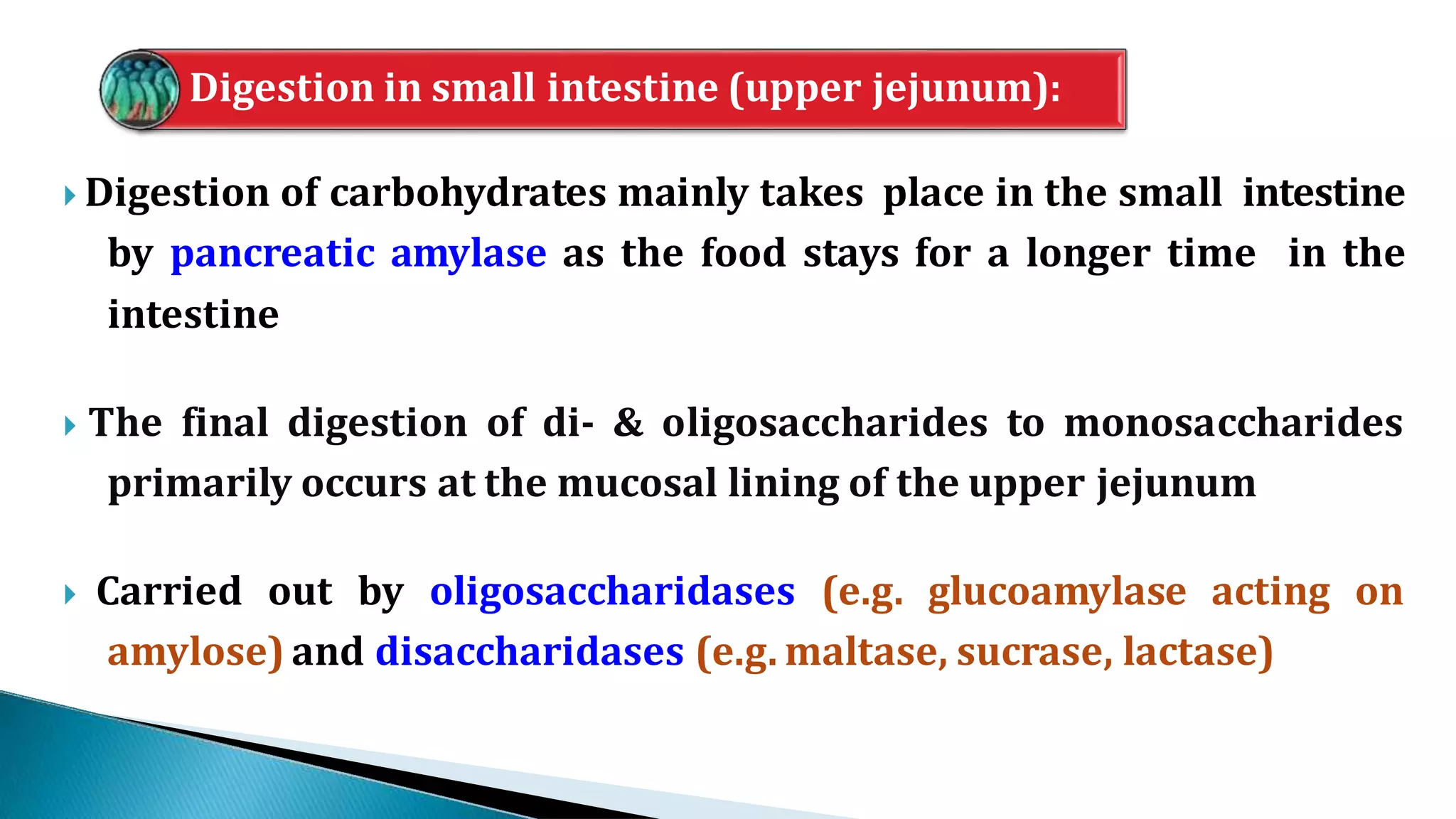 Digestion and absorption of carbohydrates | PDF