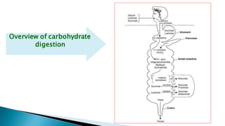 Digestion and absorption of carbohydrates | PDF