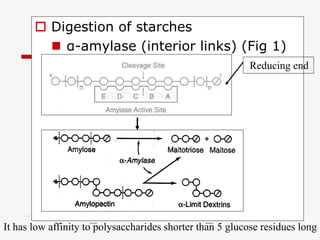 2-Digestion and Absorption of Carbohydrates.2023.pdf