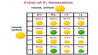 2-Dihybrid cross.pdf.dowlond for free class 10 | PDF