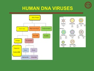 Comprehensive Overview of Human DNA Viruses: Types, Replication, and ...