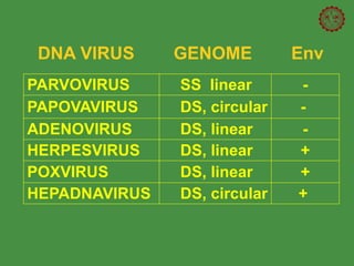Comprehensive Overview of Human DNA Viruses: Types, Replication, and ...