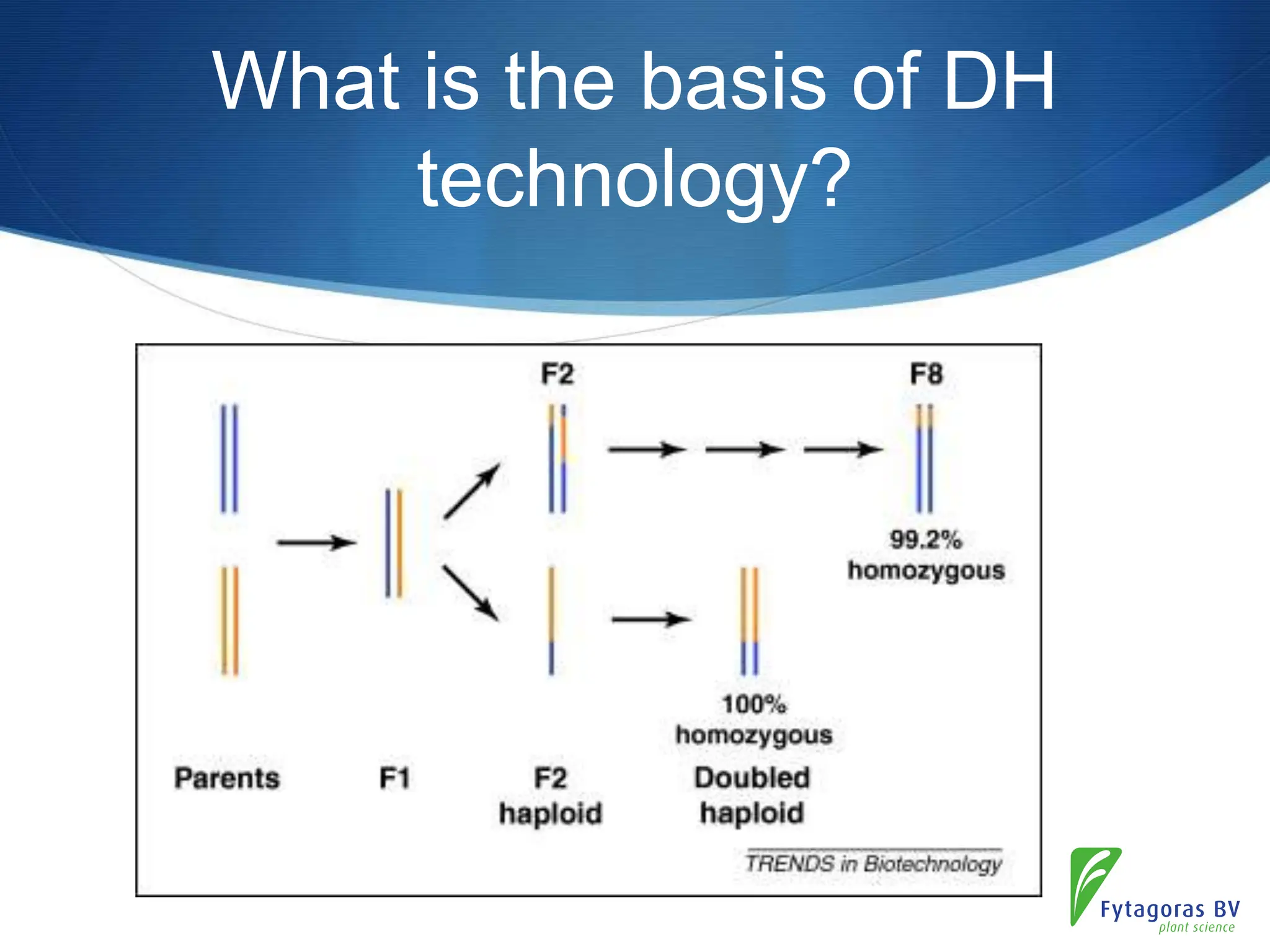 Doubled haploids from anther and pollen culture | PPT