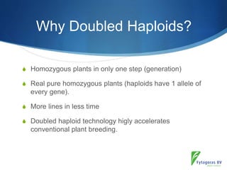 Doubled haploids from anther and pollen culture | PPT